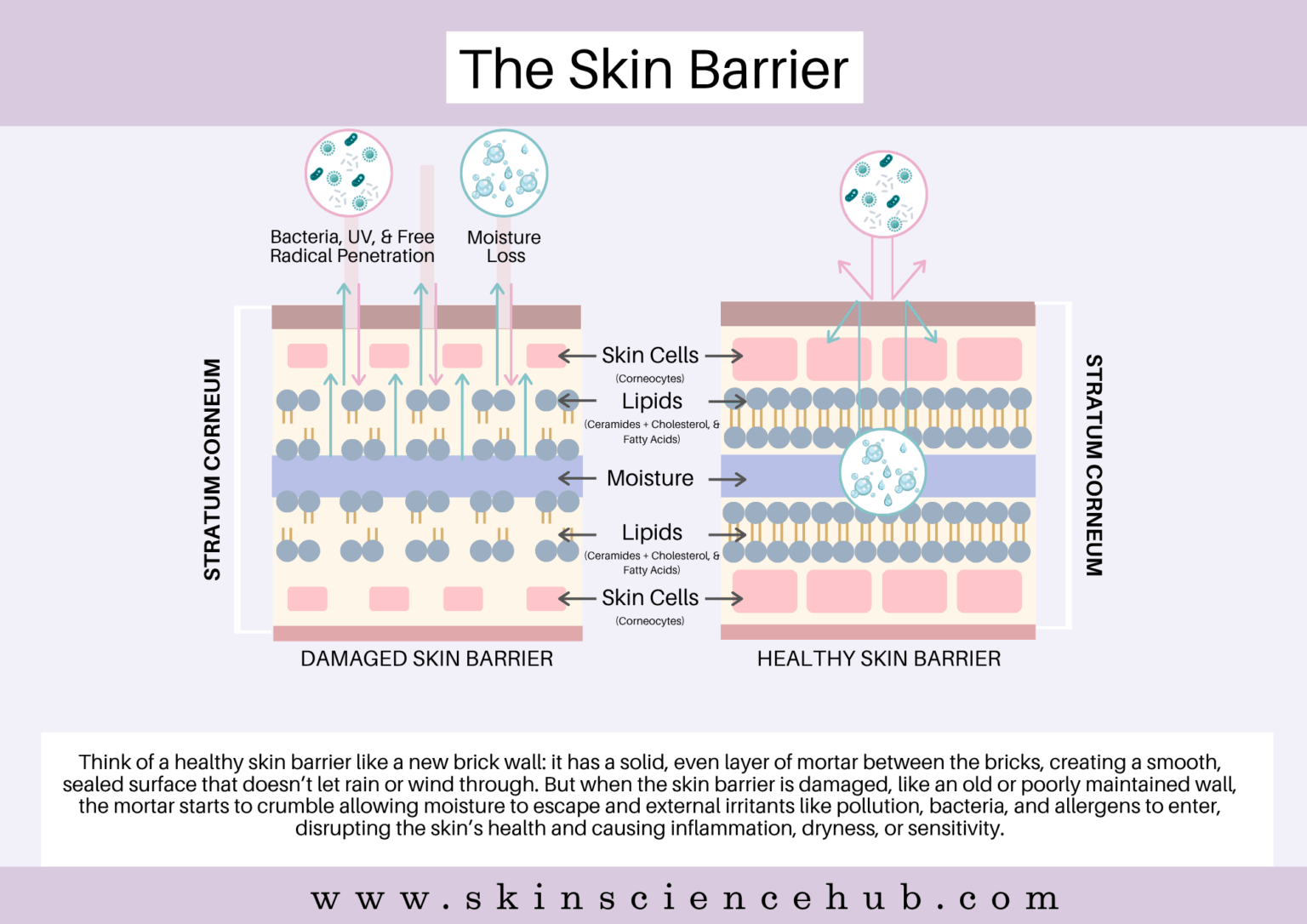 Signs of Over Exfoliated Skin and How to Heal It