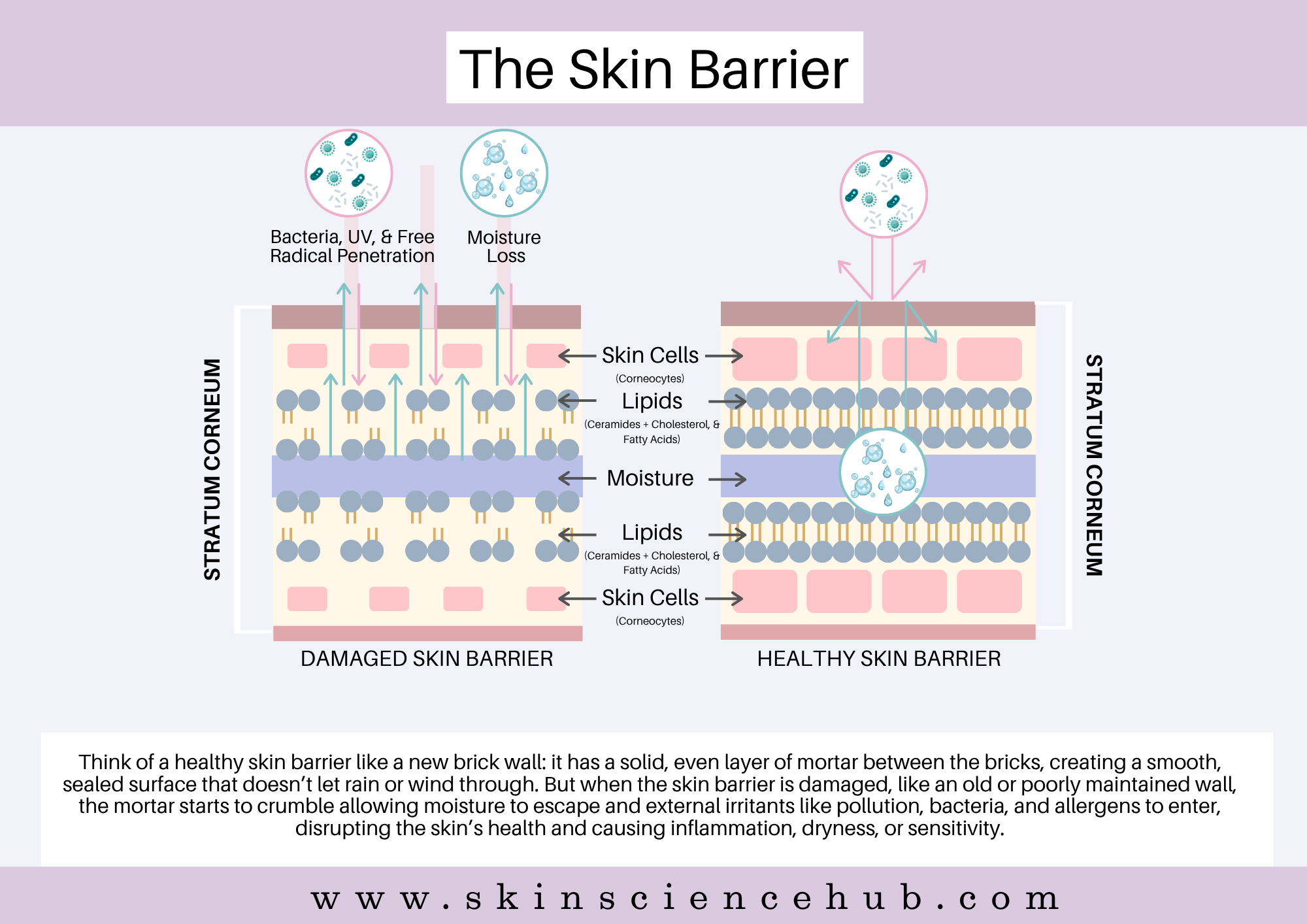 Skin Barrier Damage: How to Fix It Fast