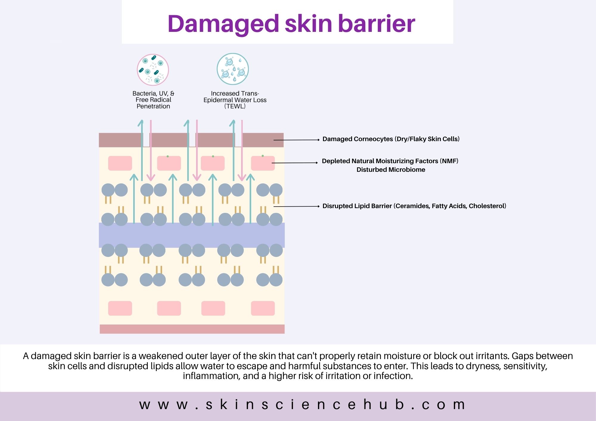 Skin Barrier Damage: How to Fix It Fast