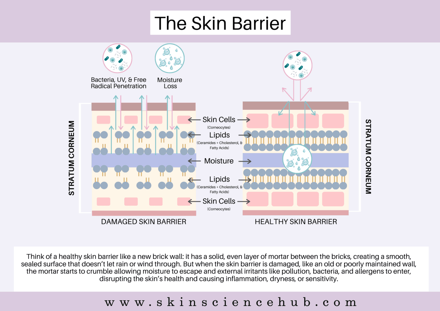 Dry vs. Dehydrated Skin: How to Tell the Difference and Fix Both
