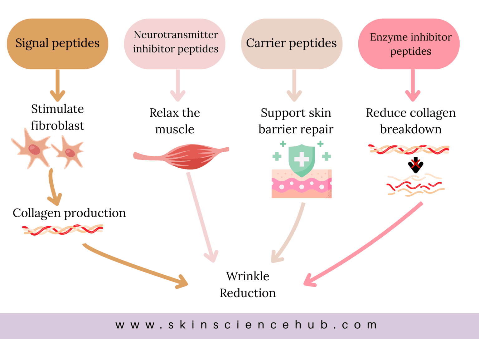 Types of Peptides in Skincare: The Complete Guide